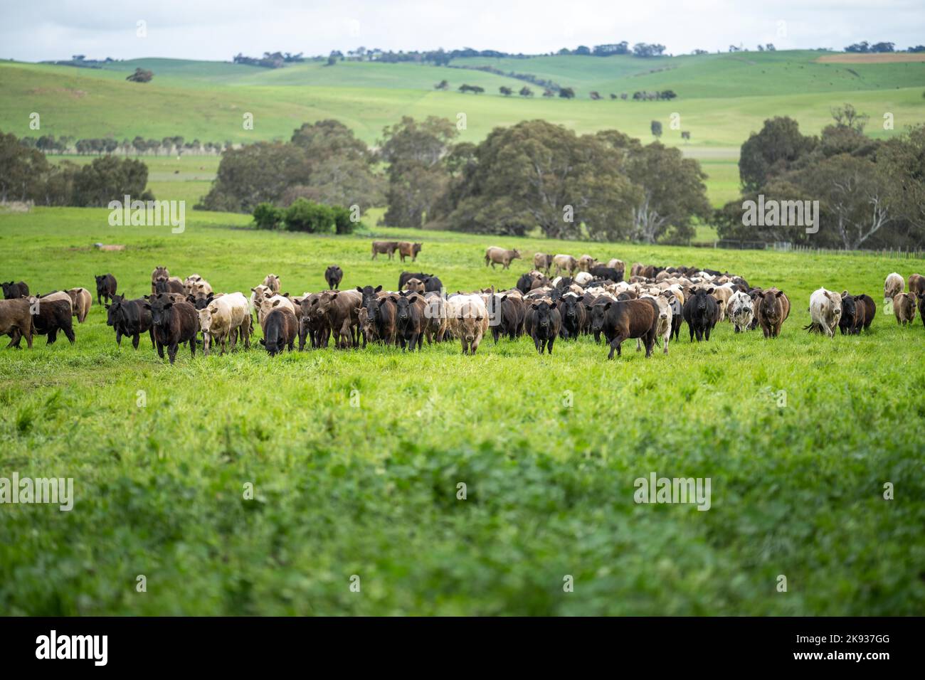 beef steaks and beef production on a farm. cows on a ranch Stock Photo ...