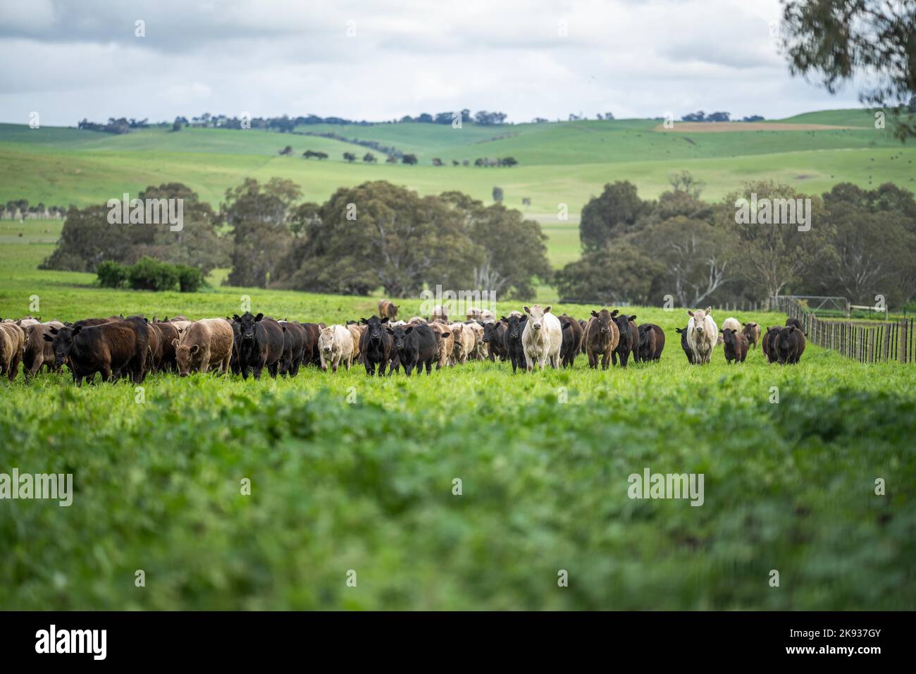 agriculture technology sustainable organic food production on a cattle ...