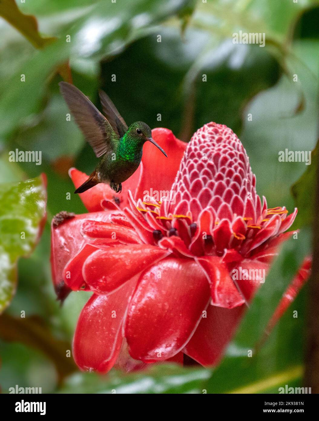 Hummingbird pollination flower hi-res stock photography and images - Alamy