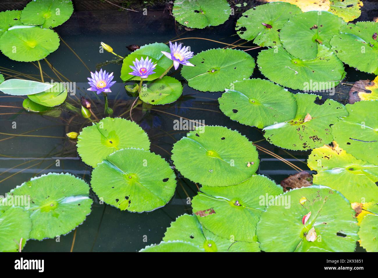 closeup beautiful lotus flower and green leaf in pond, purity nature ...