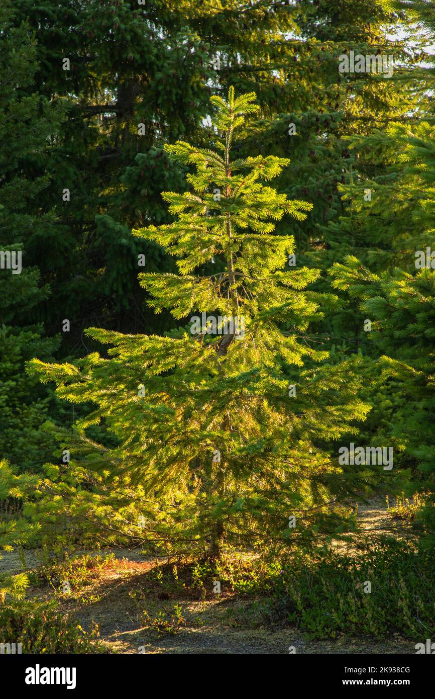 WA22519-00...WASHINGTON - Trees now cover the area destroyed when ...