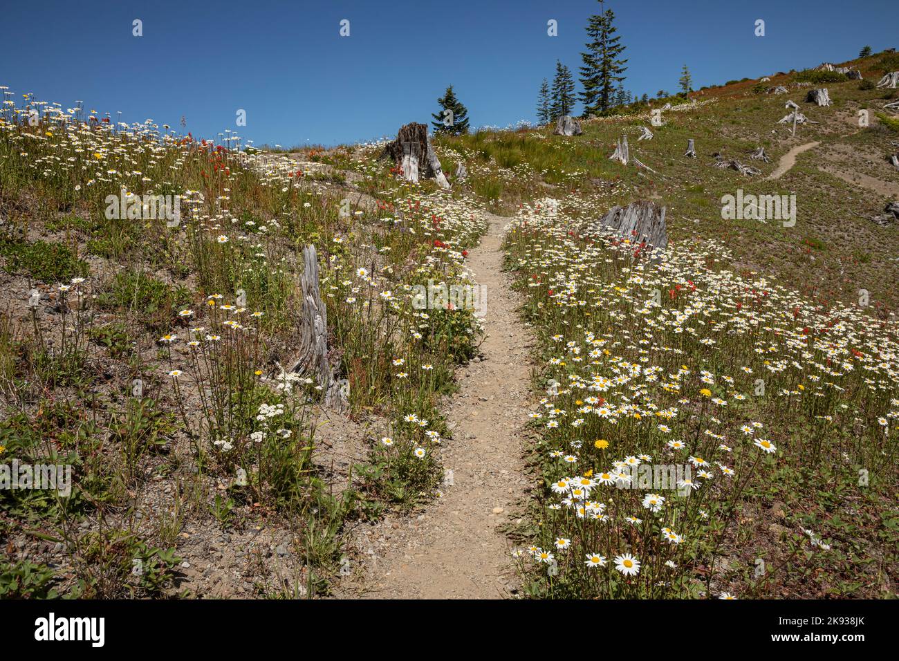 WA22523-00...WASHINGTON - Wildflowers blooming along the Boundary Trail ...