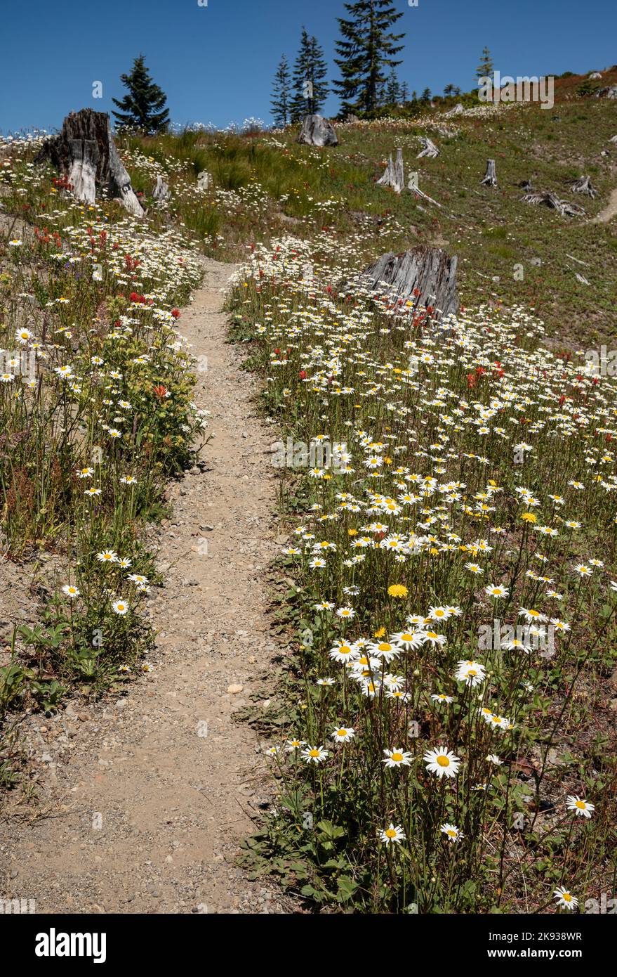 WA22525-00...WASHINGTON - Wildflowers blooming along the Boundary Trail ...