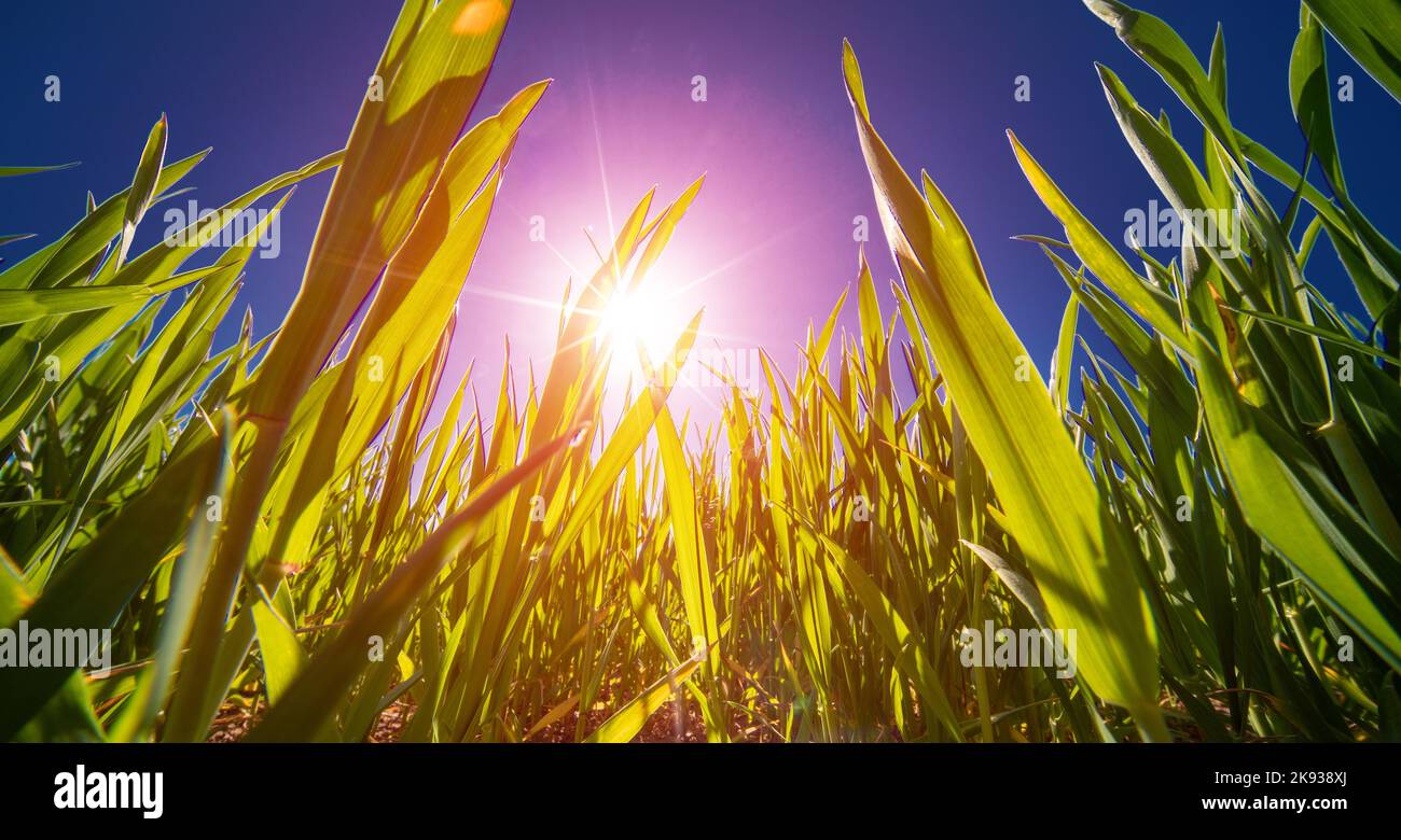 ant point of view view of green grass and blue sky with sun Stock Photo ...
