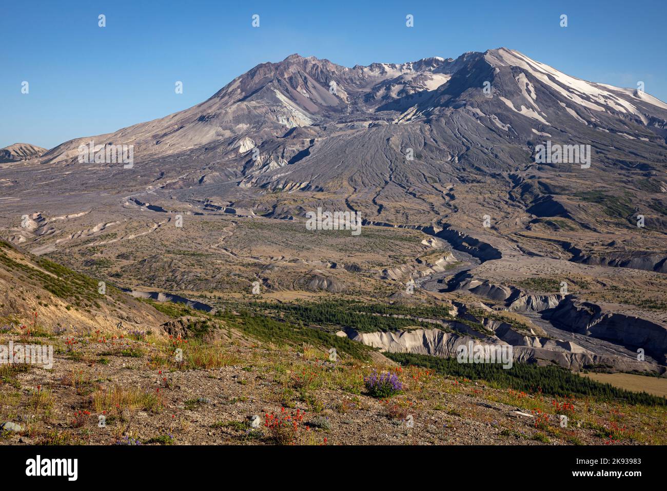 WA22537-00...WASHINGTON - Ecosystem rebuilding in the area devastated ...