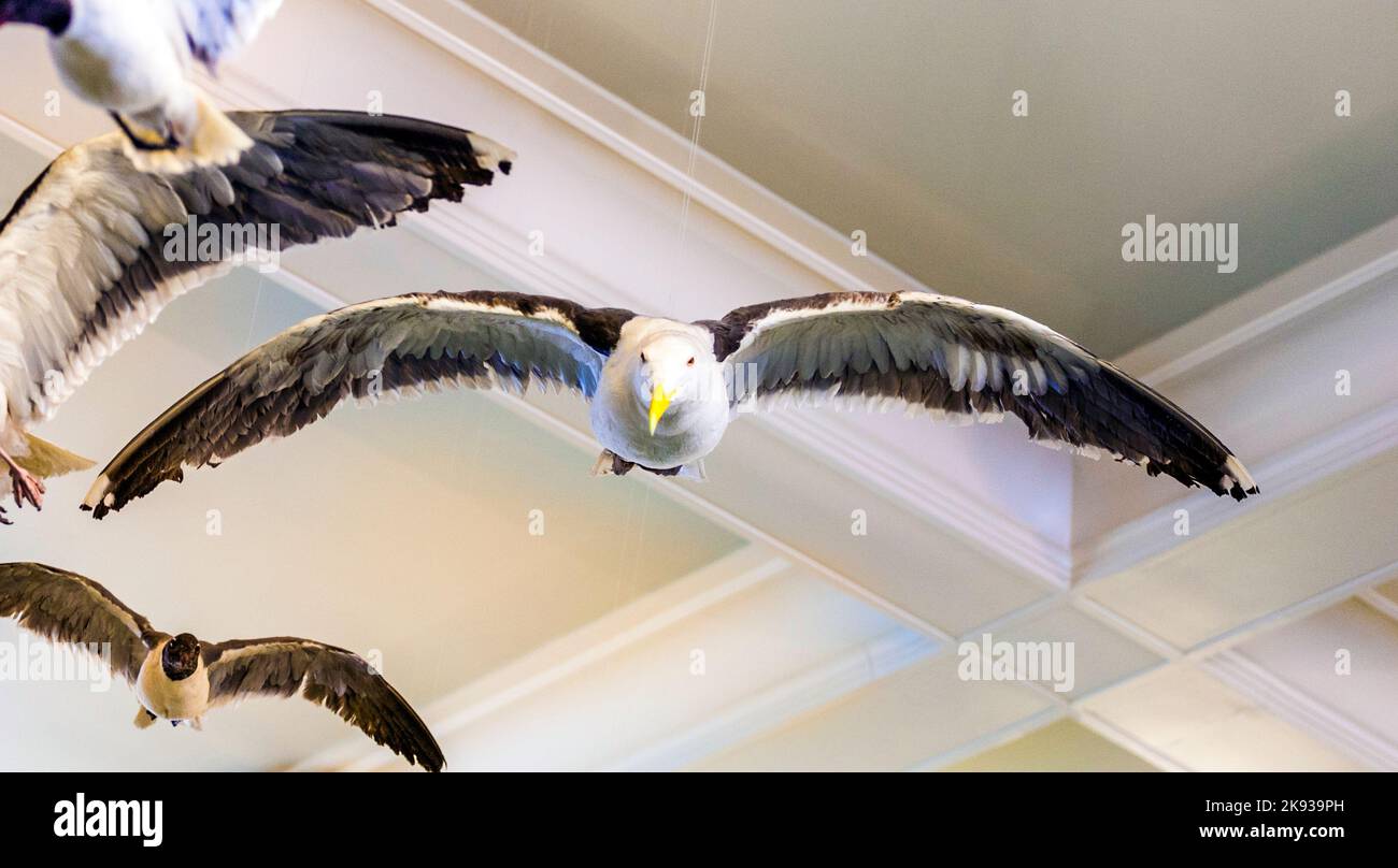 NEW YORK - JULY 8: The American Museum for National History in Newe ...