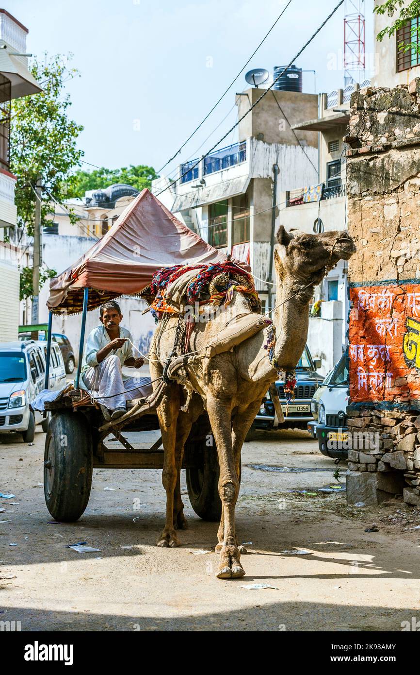 PUSHKAR, INDIA - OCTOBER 20, 2012: camel taxi in the streets of Pushkar ...