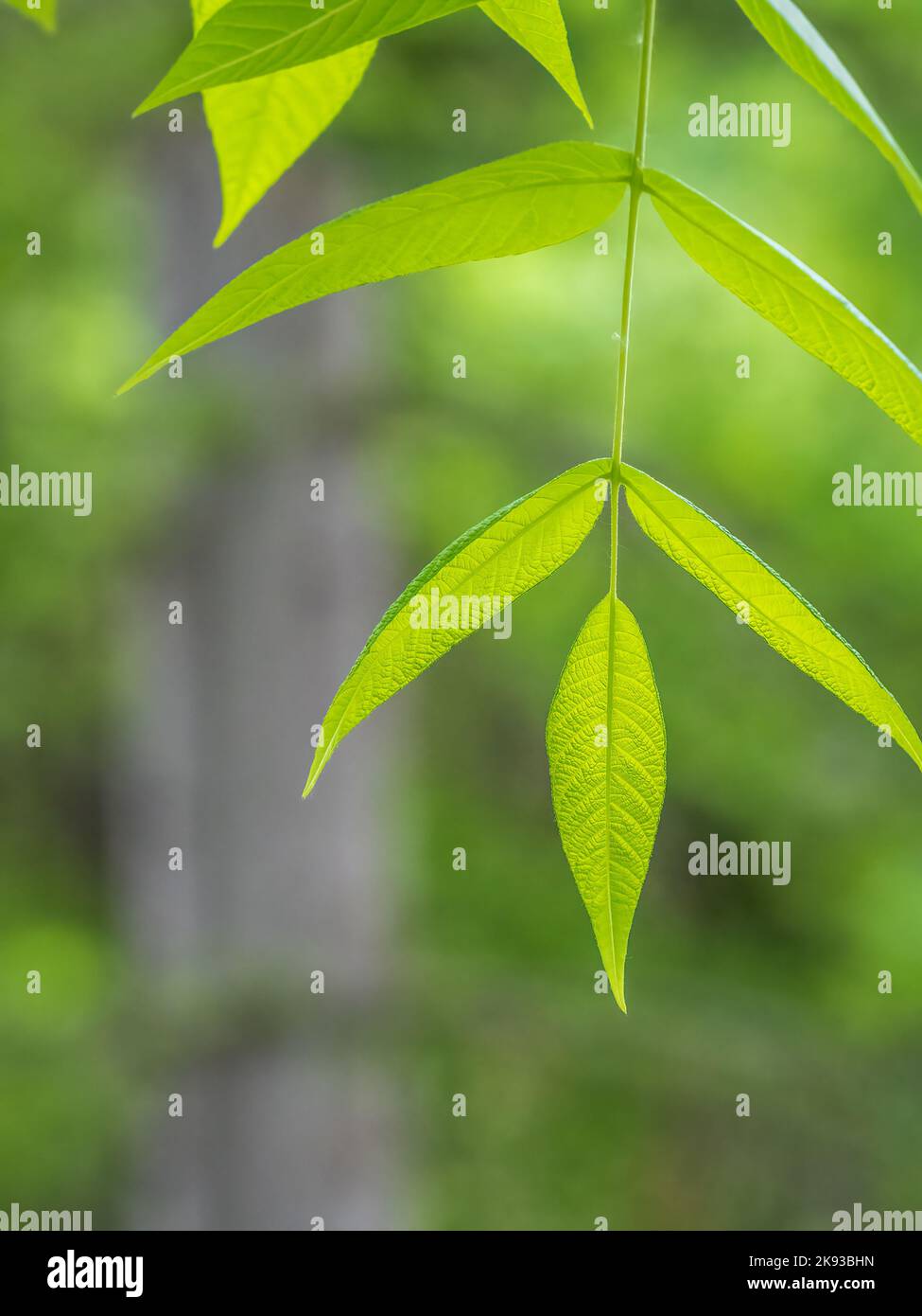 Bright green beautiful Leaves of the Amur velvet, or Amur cork tree ...