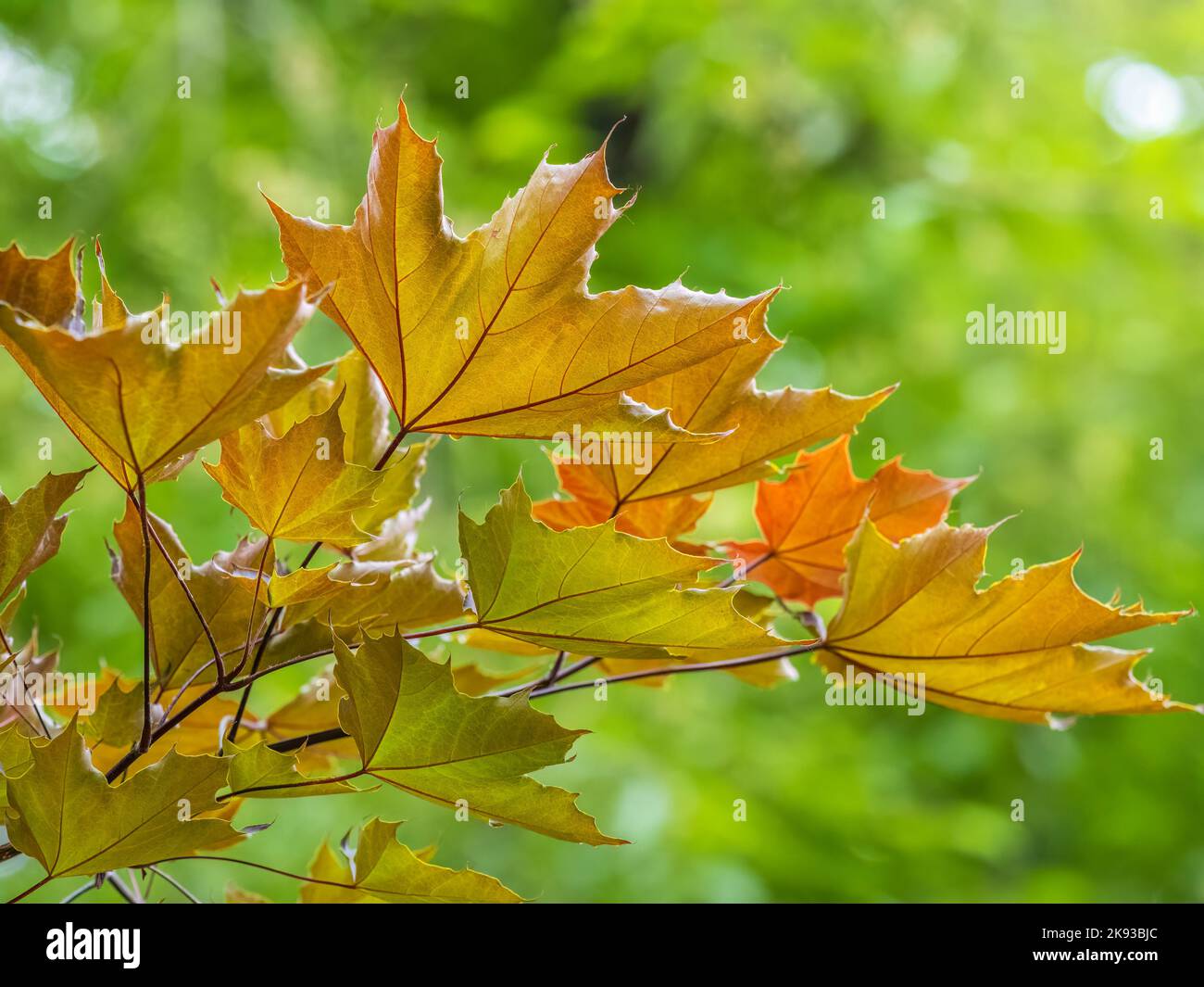 Tree branch with dark red leaves, Acer platanoides, the Norway maple ...