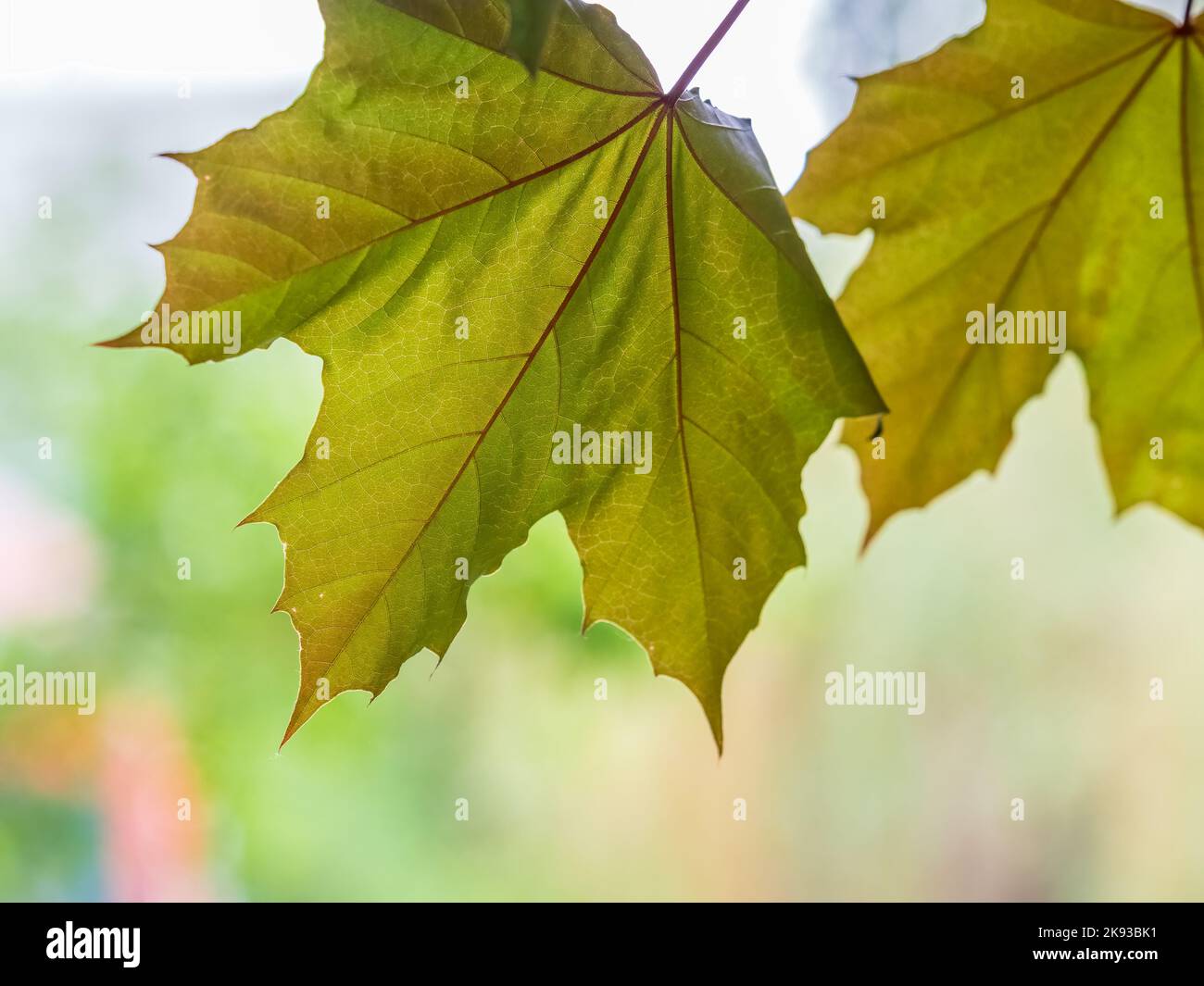 Spring branches of maple tree with fresh green leaves. Spring ...