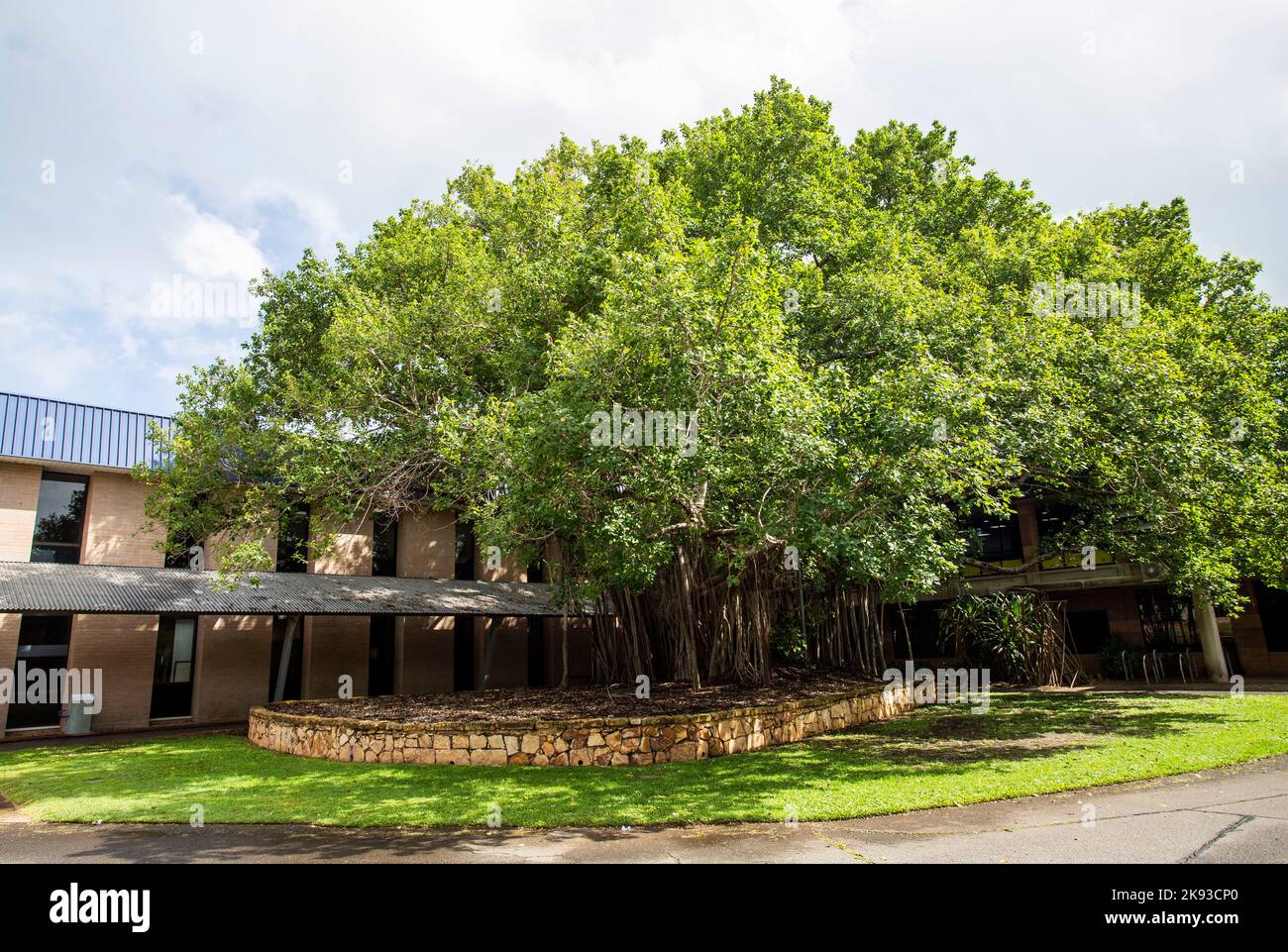 The Tree of Knowledge is a Banyan fig tree of the genus Ficus, Ficus ...