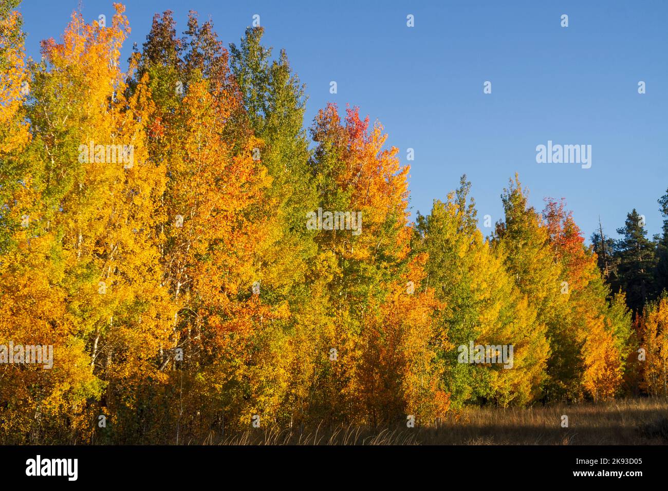 Big bear fall foliage hi-res stock photography and images - Alamy