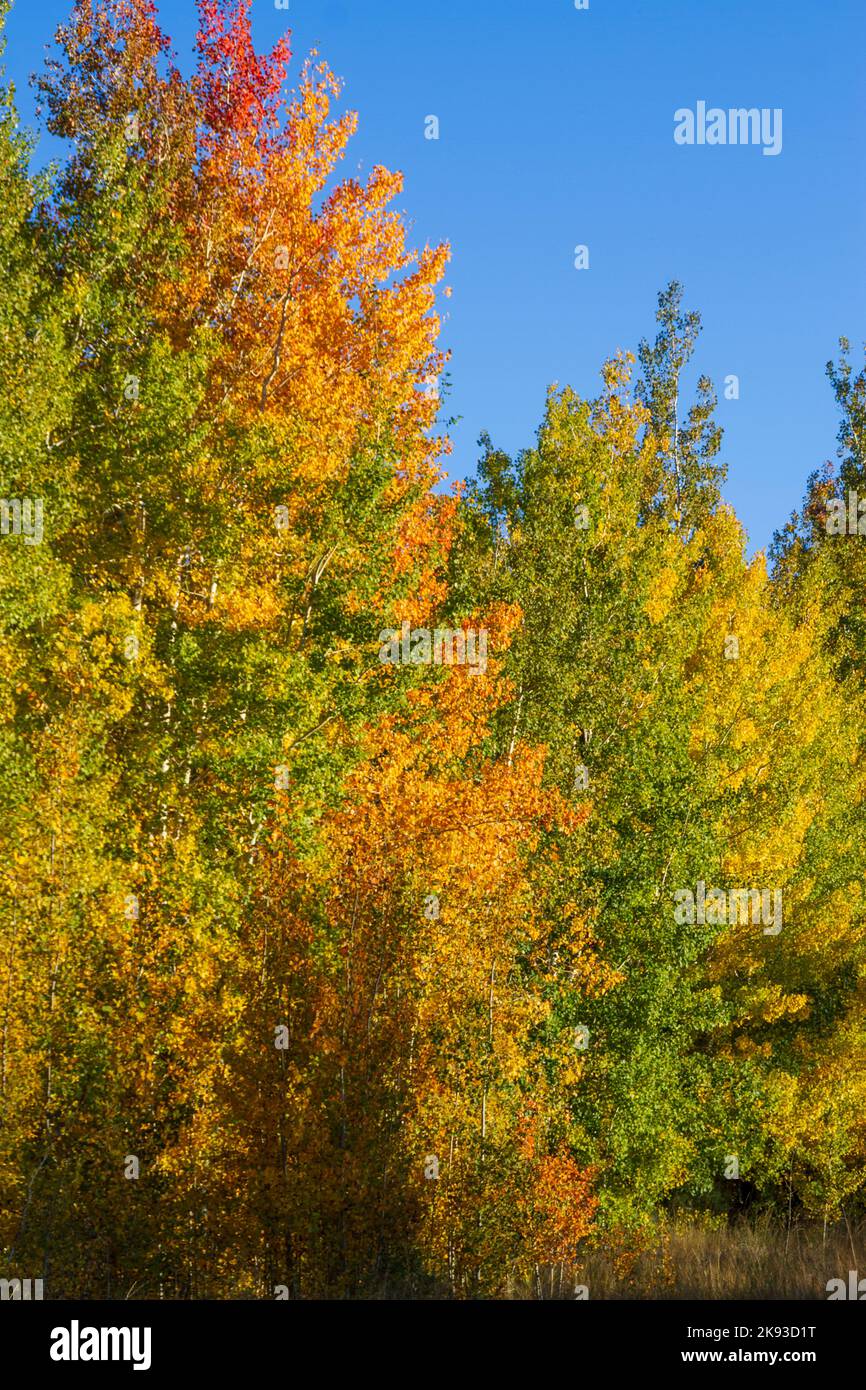Fall foliage, vertical Stock Photo - Alamy