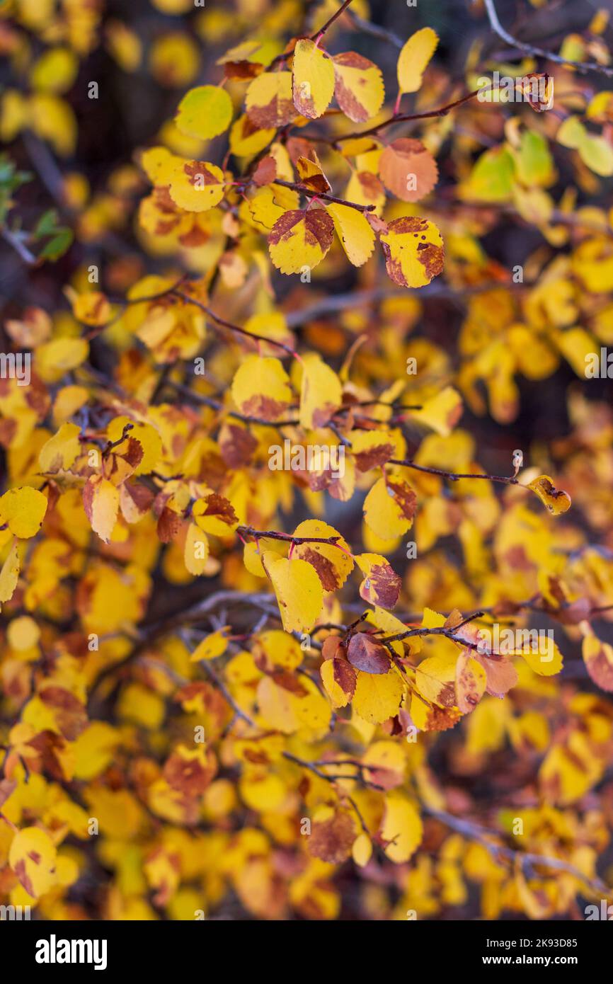 Fall foliage big bear hi-res stock photography and images - Alamy
