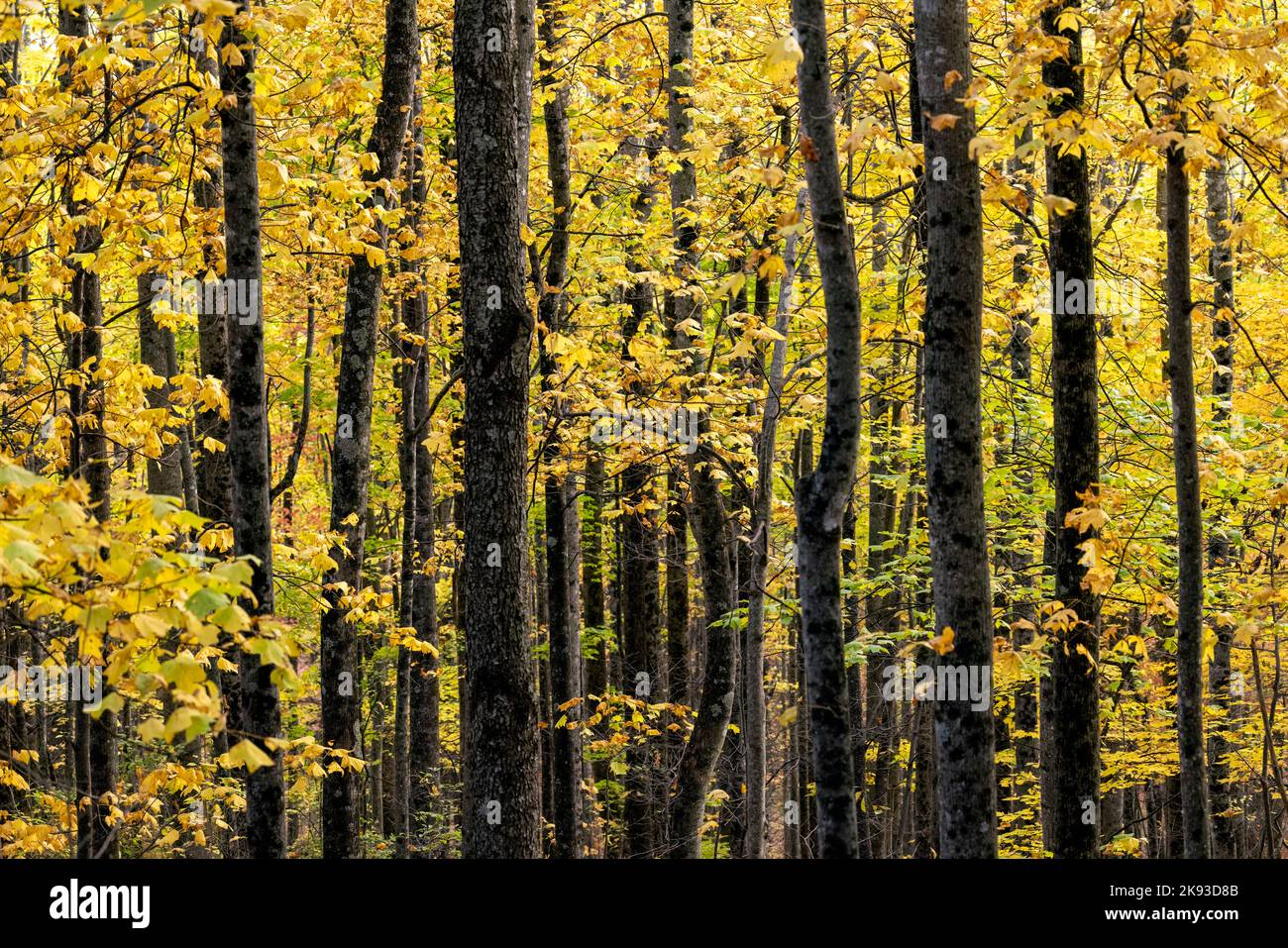 Vibrant fall color in the Forest - Pisgah National Forest - near ...