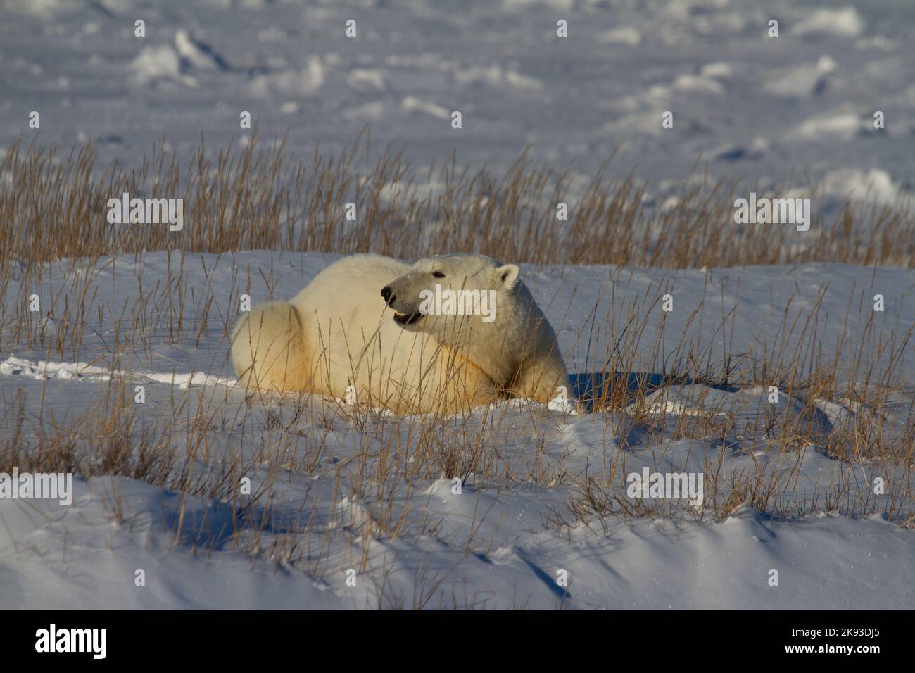 A beautiful polar bear lying down in snow between arctic grass, near ...