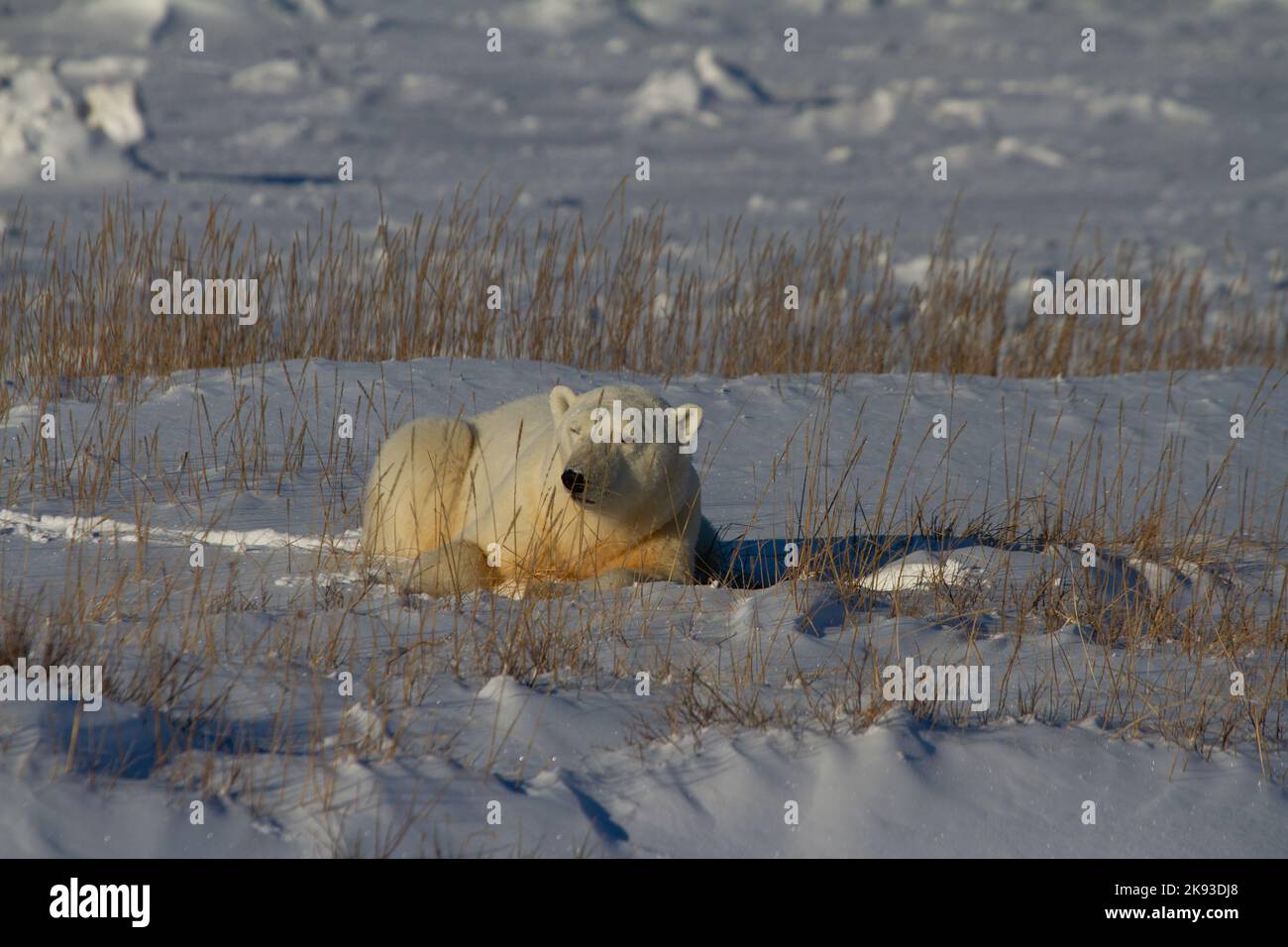 A beautiful polar bear lying down in snow between arctic grass, near ...