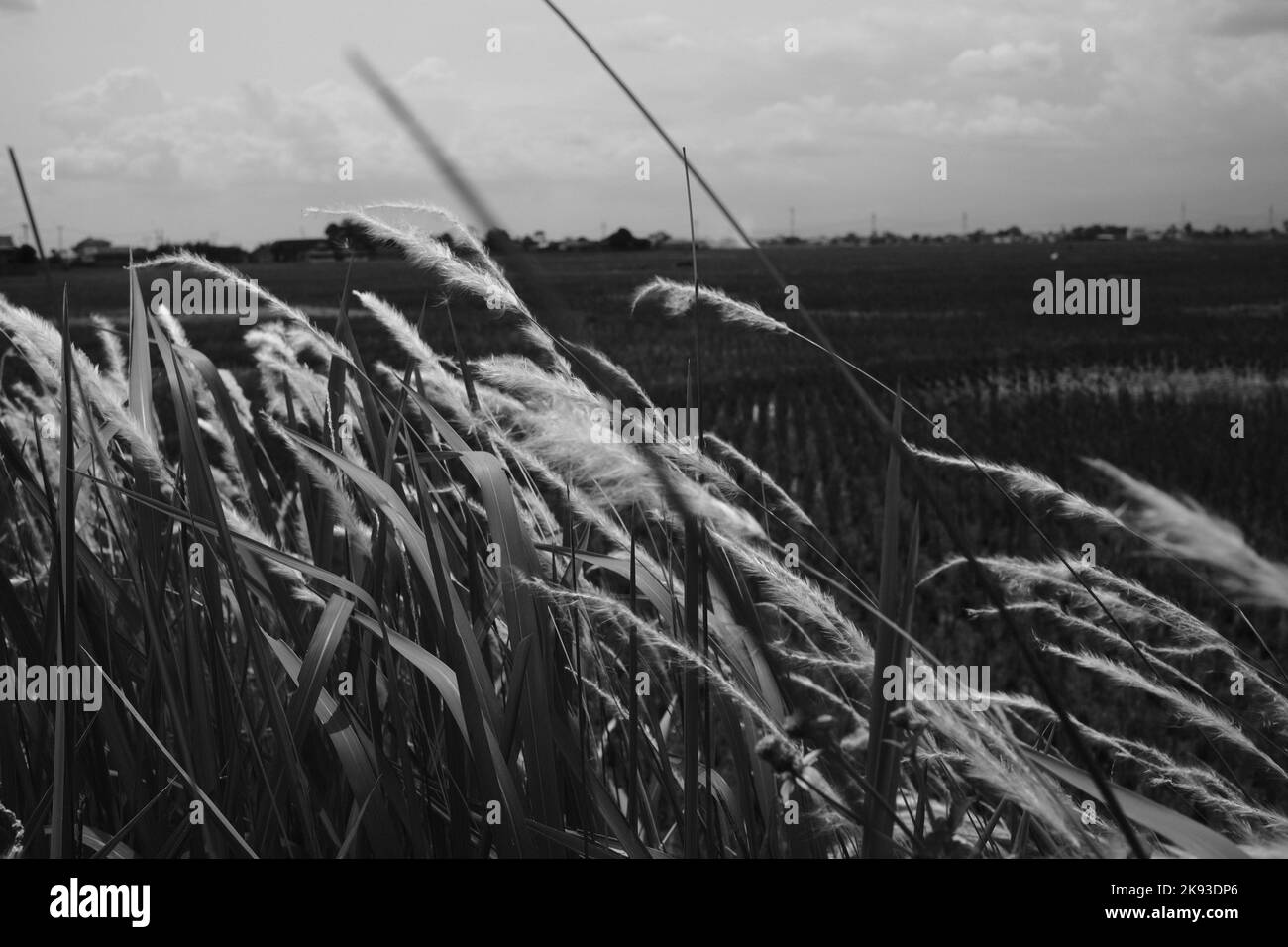 Wildflower backdrop Black and White Stock Photos & Images - Alamy