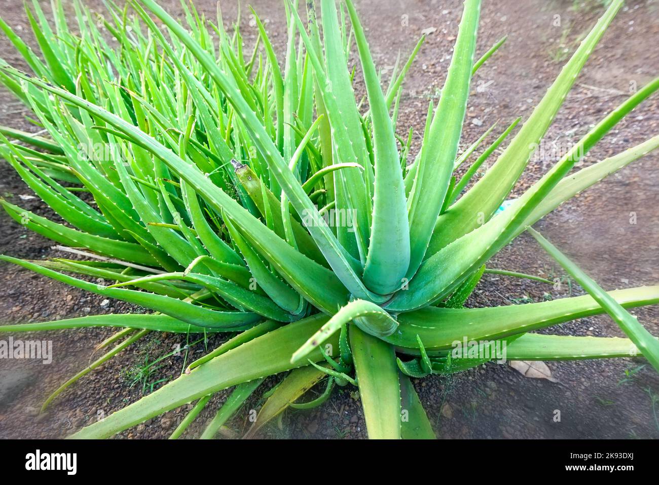 Aloe vera plant in the garden, this is a medicinal plant and is a cool ...