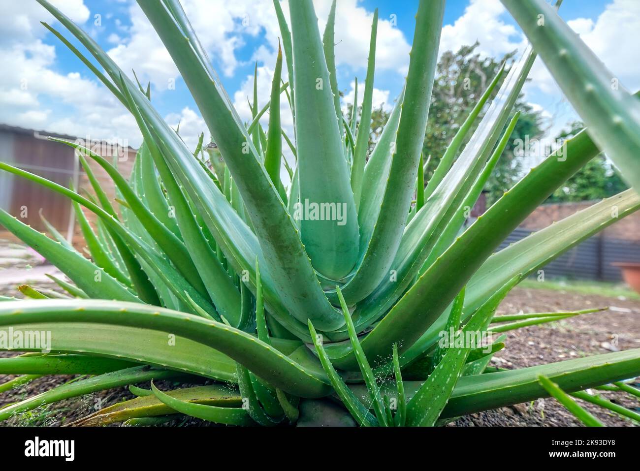 Aloe vera plant in the garden, this is a medicinal plant and is a cool ...