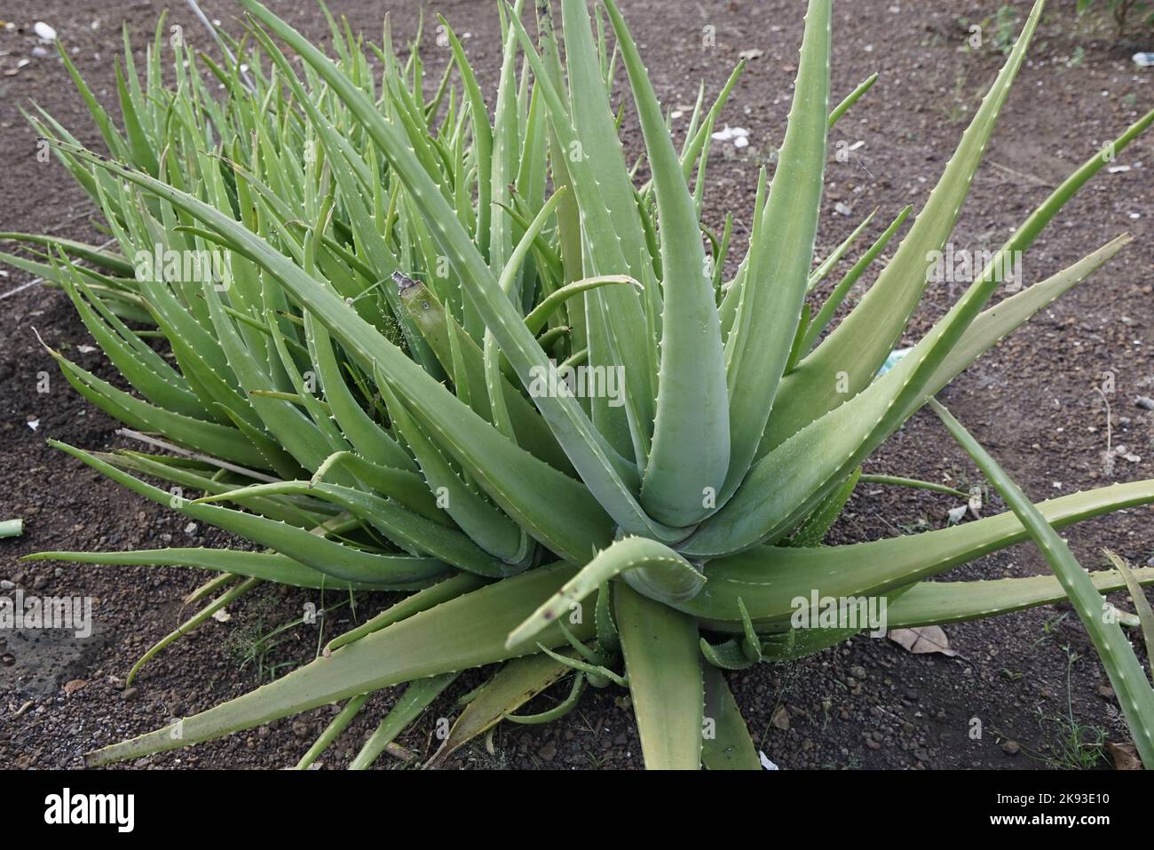 Aloe vera plant in the garden, this is a medicinal plant and is a cool ...