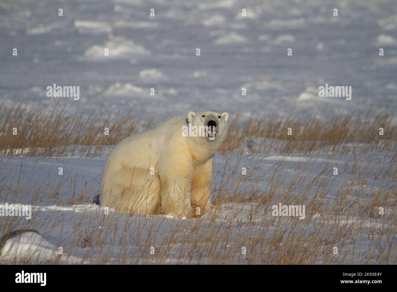 A beautiful polar bear sitting down in snow between arctic grass, near Churchill, Manitoba ...
