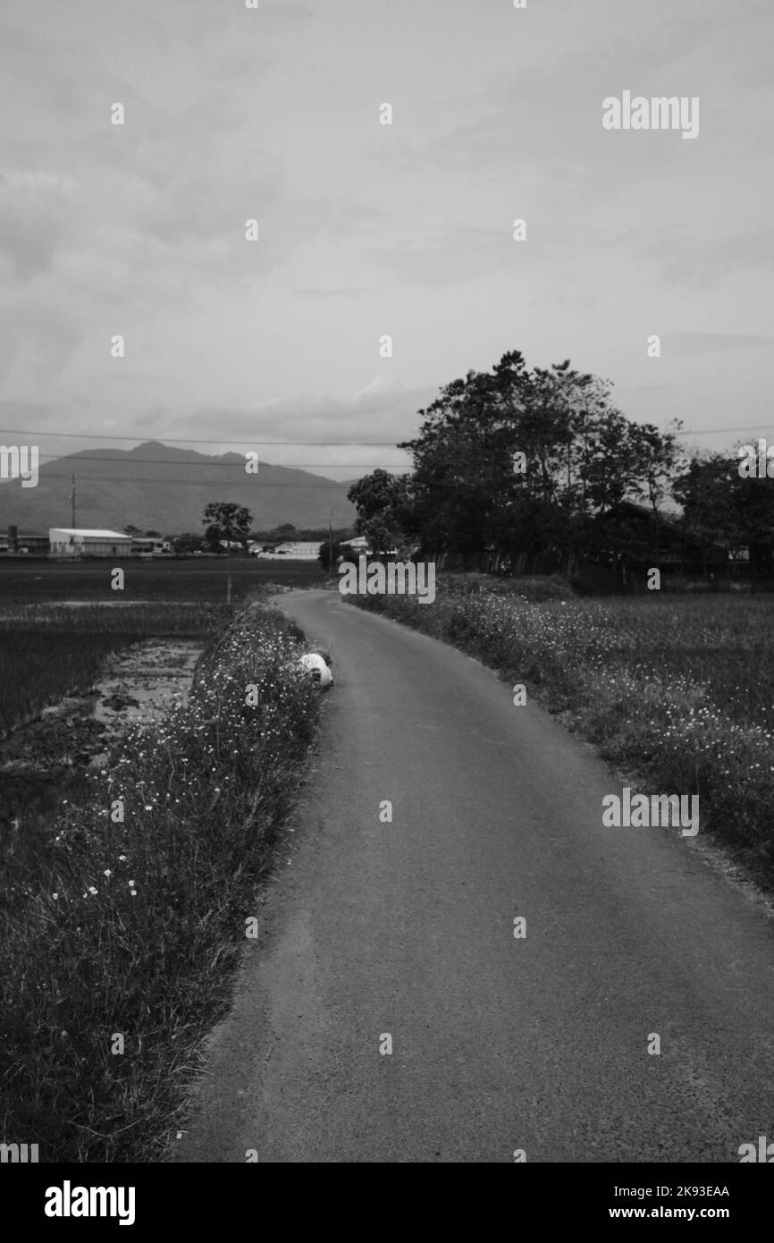 Rough grass fields Black and White Stock Photos & Images - Alamy