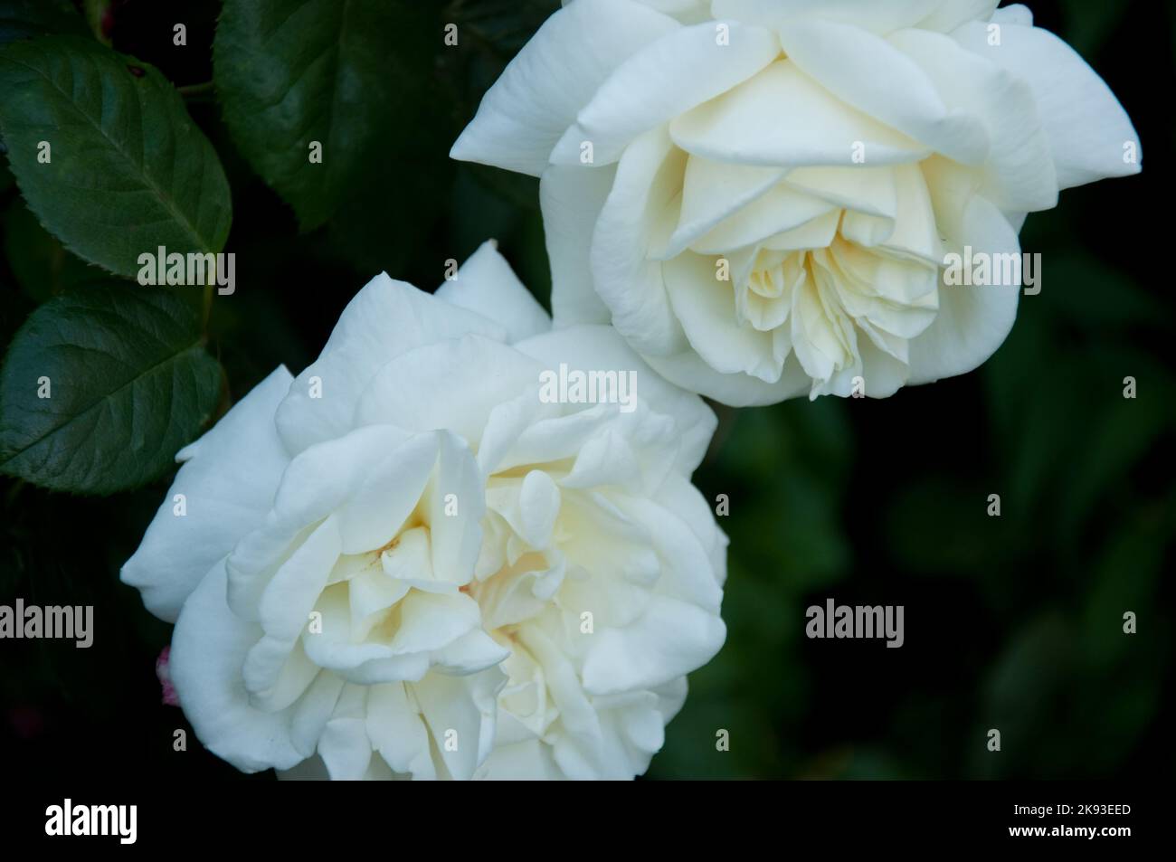 London roses hi-res stock photography and images - Alamy