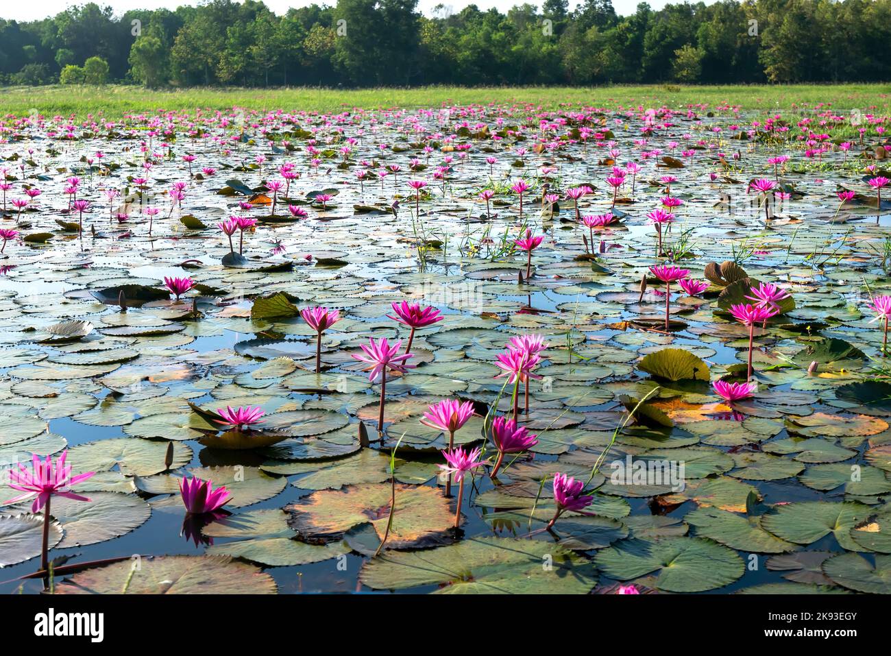 Fields water lilies bloom season in a large flooded lagoon in Tay Ninh ...