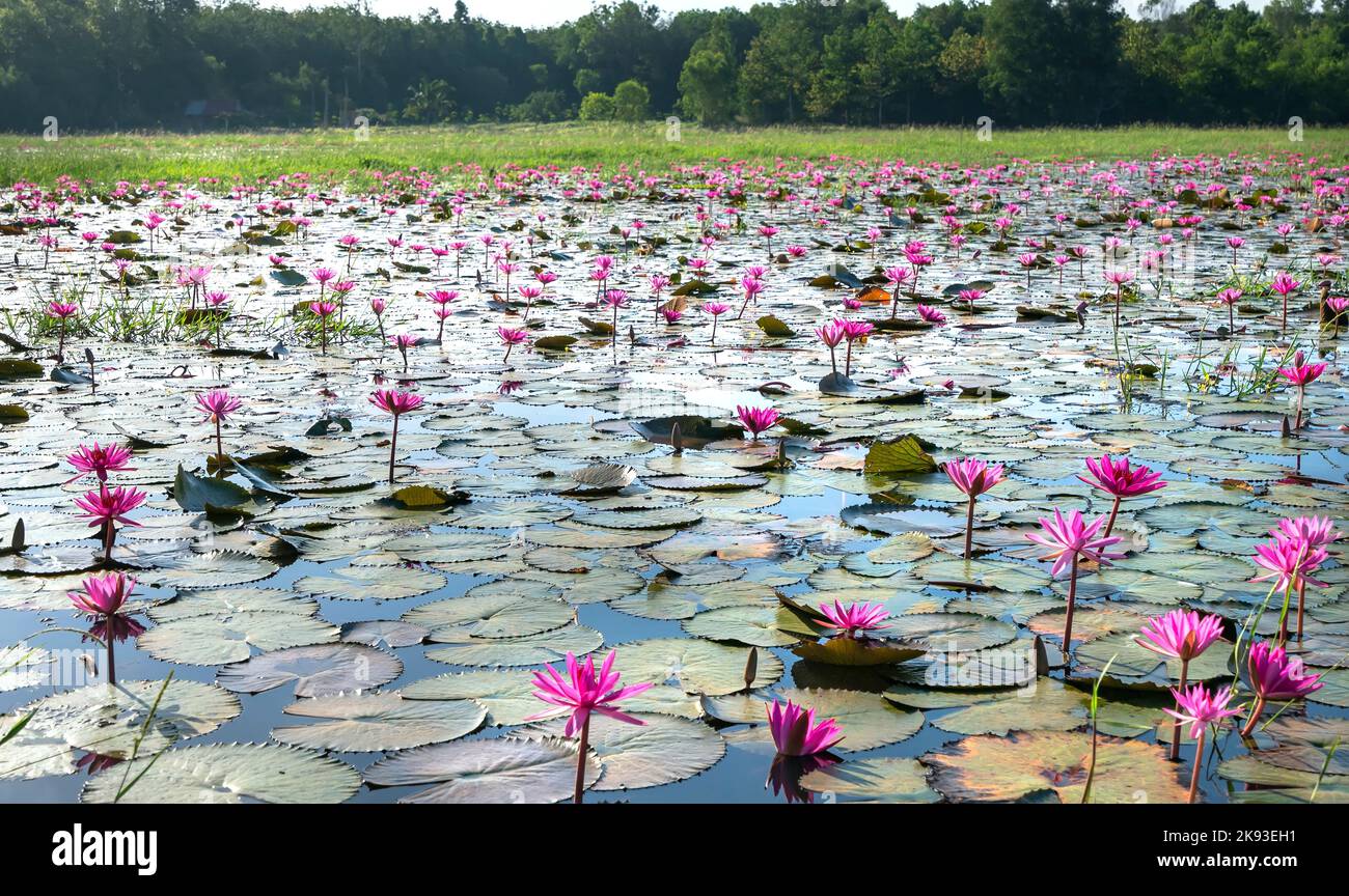 Fields water lilies bloom season in a large flooded lagoon in Tay Ninh ...