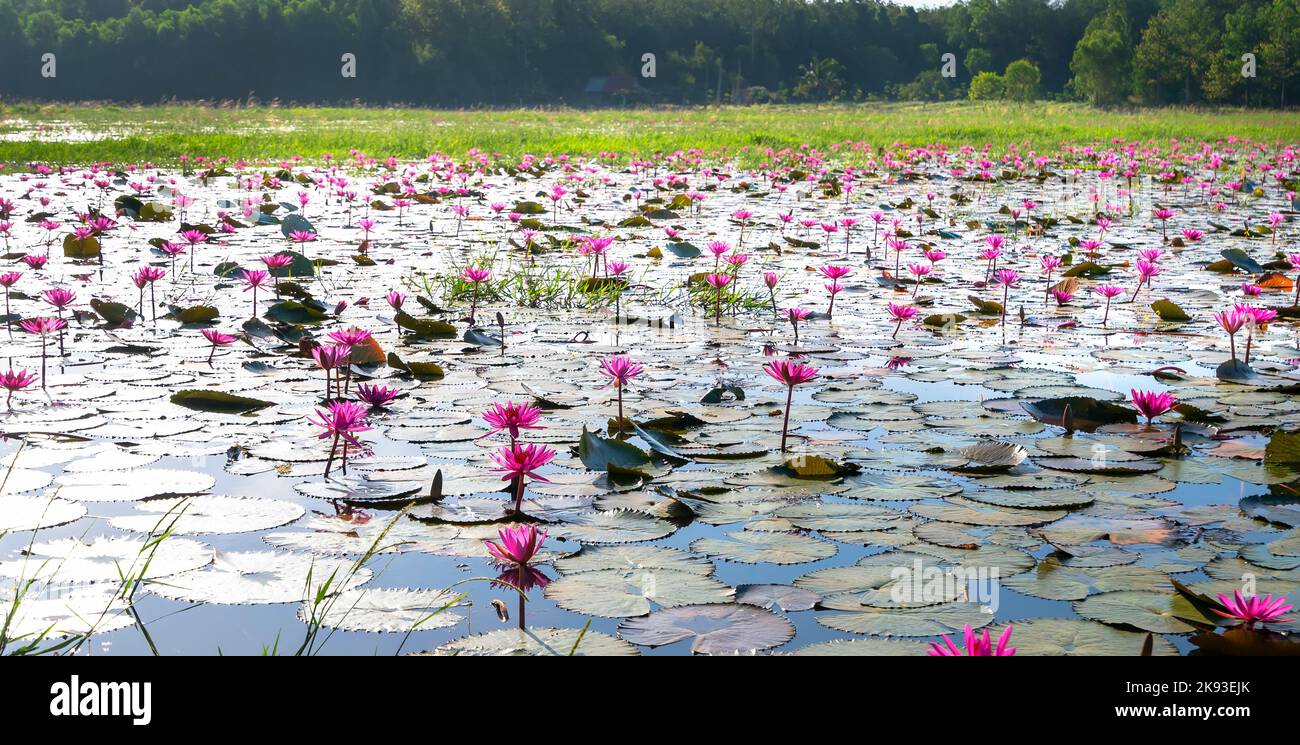 Fields water lilies bloom season in a large flooded lagoon in Tay Ninh ...