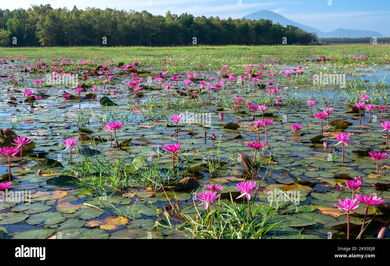 Fields water lilies bloom season in a large flooded lagoon in Tay Ninh ...