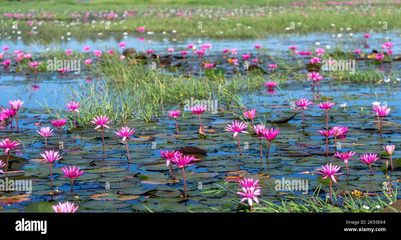 Fields water lilies bloom season in a large flooded lagoon in Tay Ninh ...