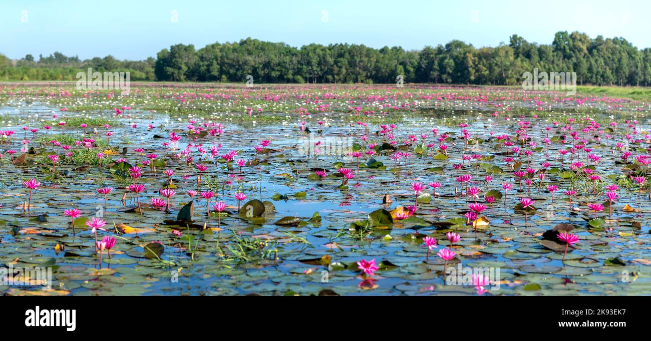 Fields water lilies bloom season in a large flooded lagoon in Tay Ninh ...