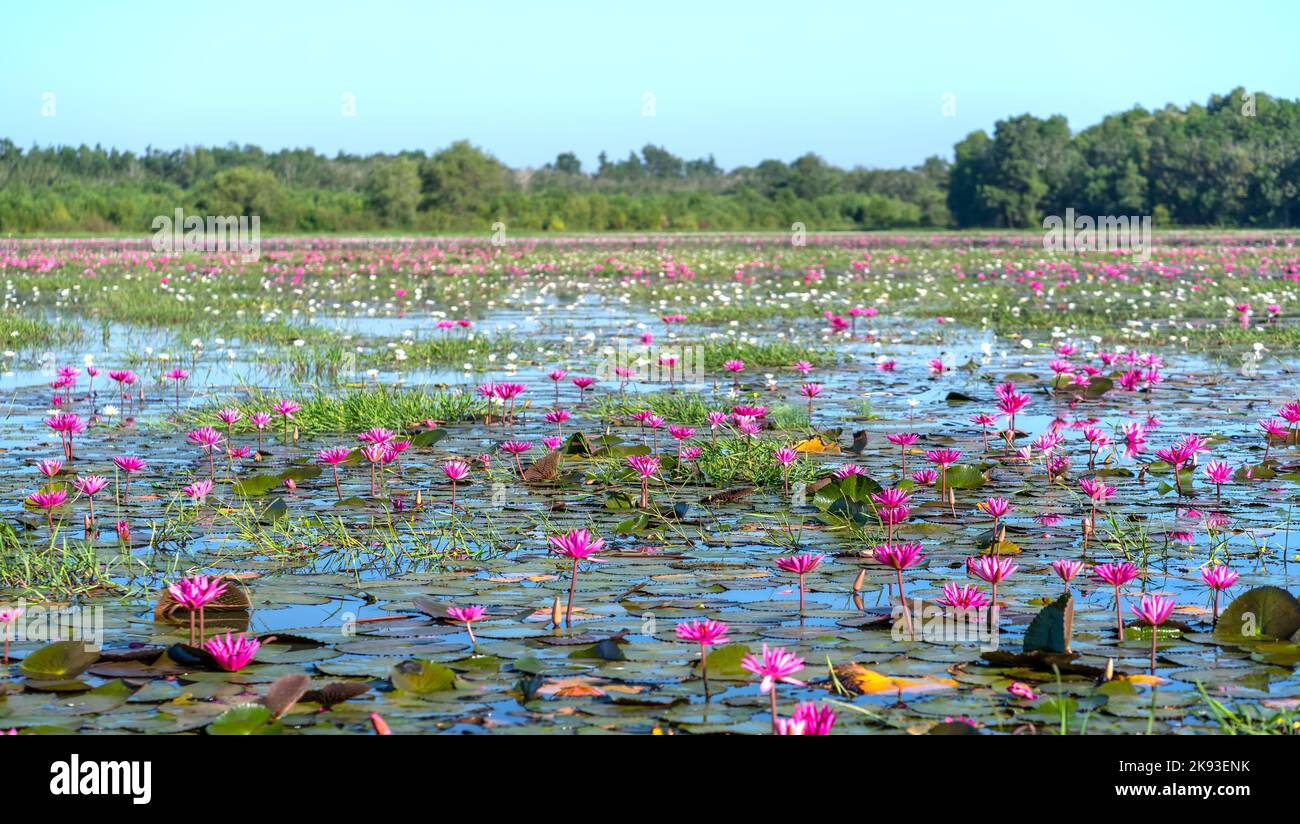 Fields water lilies bloom season in a large flooded lagoon in Tay Ninh ...