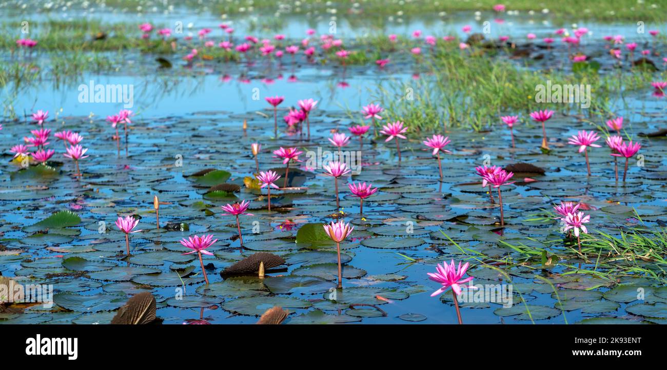 Fields water lilies bloom season in a large flooded lagoon in Tay Ninh ...
