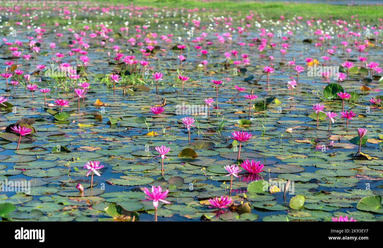 Fields water lilies bloom season in a large flooded lagoon in Tay Ninh ...