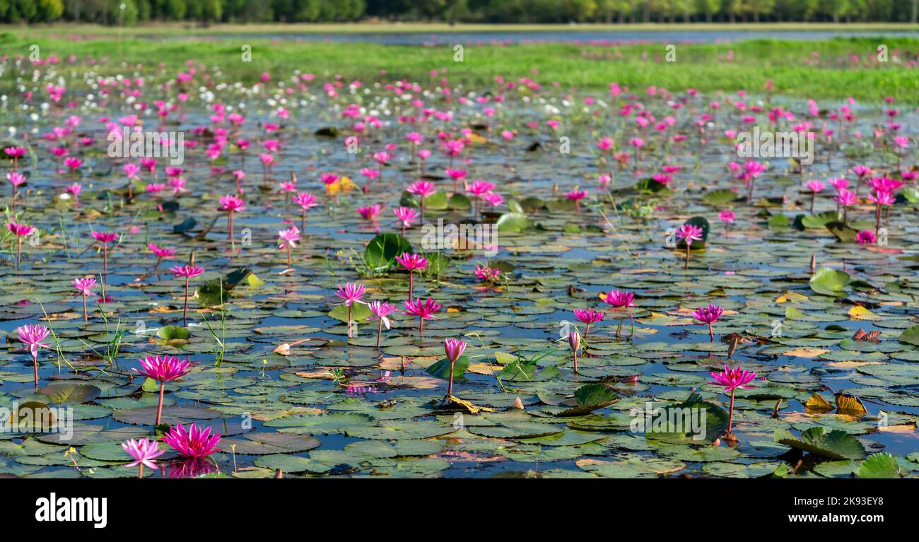 Fields water lilies bloom season in a large flooded lagoon in Tay Ninh ...
