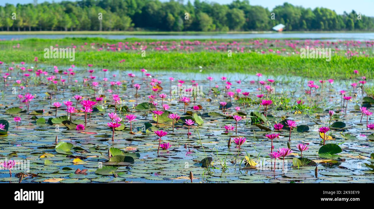 Fields water lilies bloom season in a large flooded lagoon in Tay Ninh ...