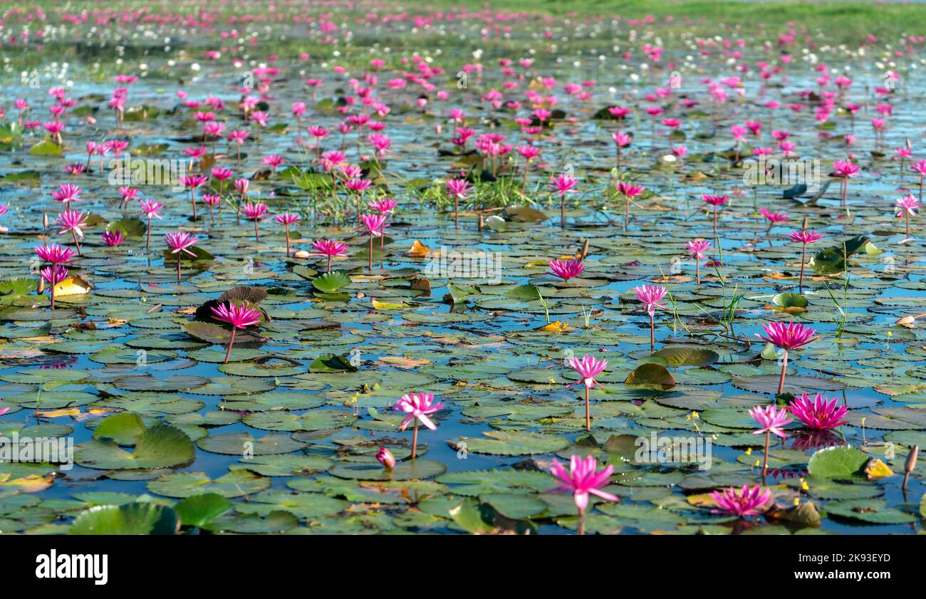 Fields water lilies bloom season in a large flooded lagoon in Tay Ninh ...