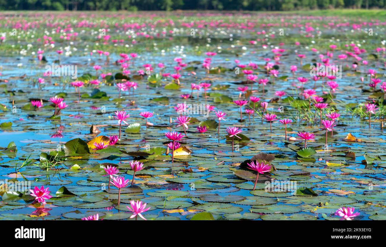 Fields water lilies bloom season in a large flooded lagoon in Tay Ninh ...