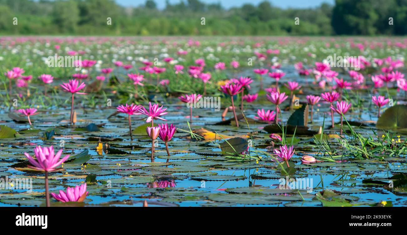 Fields water lilies bloom season in a large flooded lagoon in Tay Ninh ...