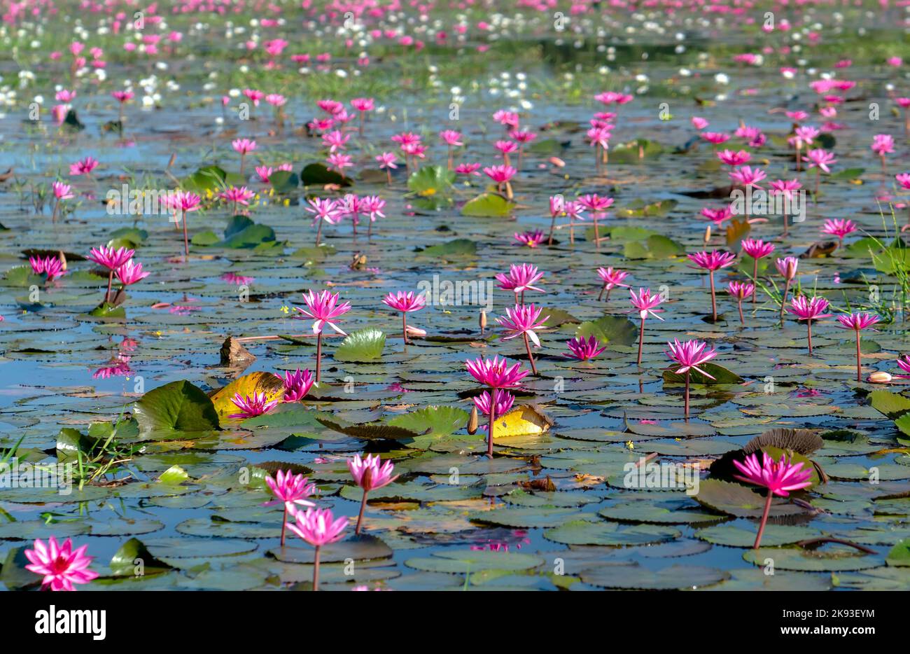 Fields water lilies bloom season in a large flooded lagoon in Tay Ninh ...