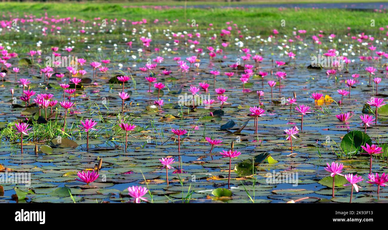 Fields water lilies bloom season in a large flooded lagoon in Tay Ninh ...
