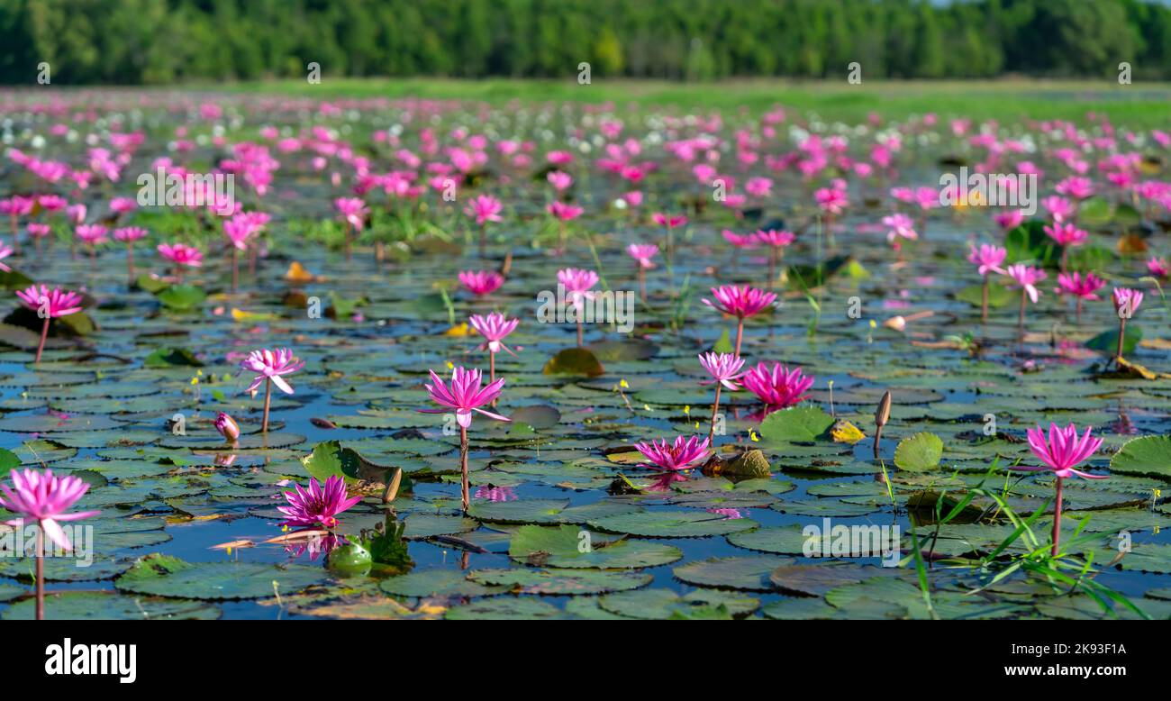Fields water lilies bloom season in a large flooded lagoon in Tay Ninh ...