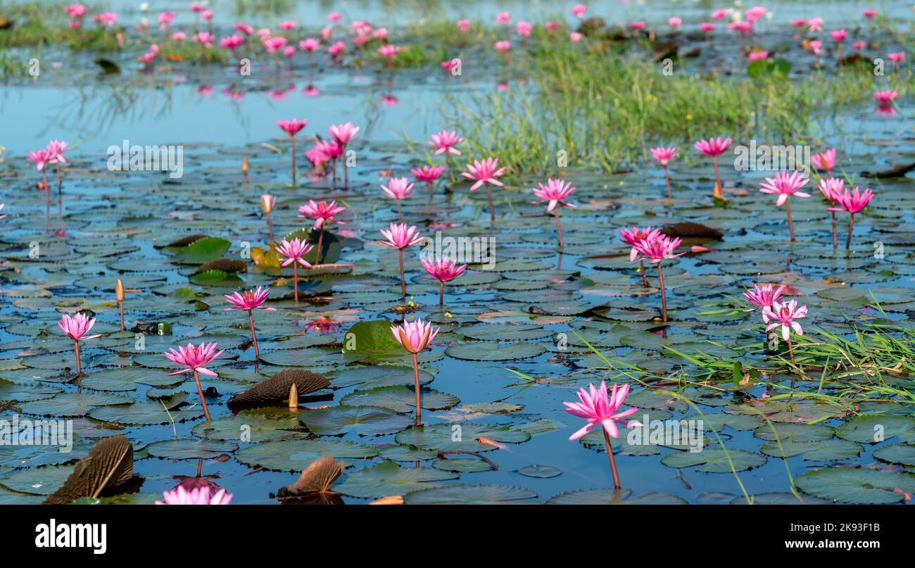 Fields water lilies bloom season in a large flooded lagoon in Tay Ninh ...