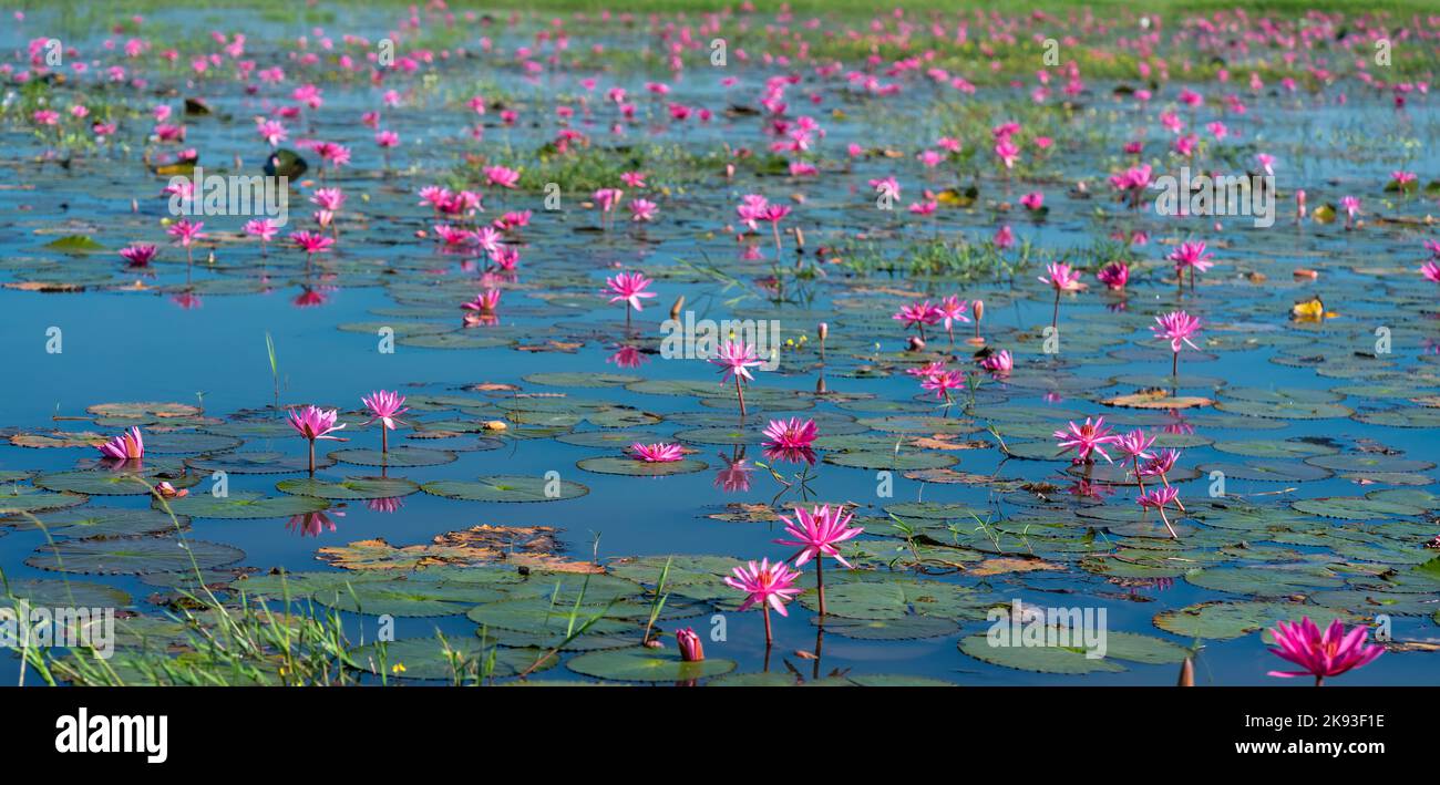 Fields water lilies bloom season in a large flooded lagoon in Tay Ninh ...