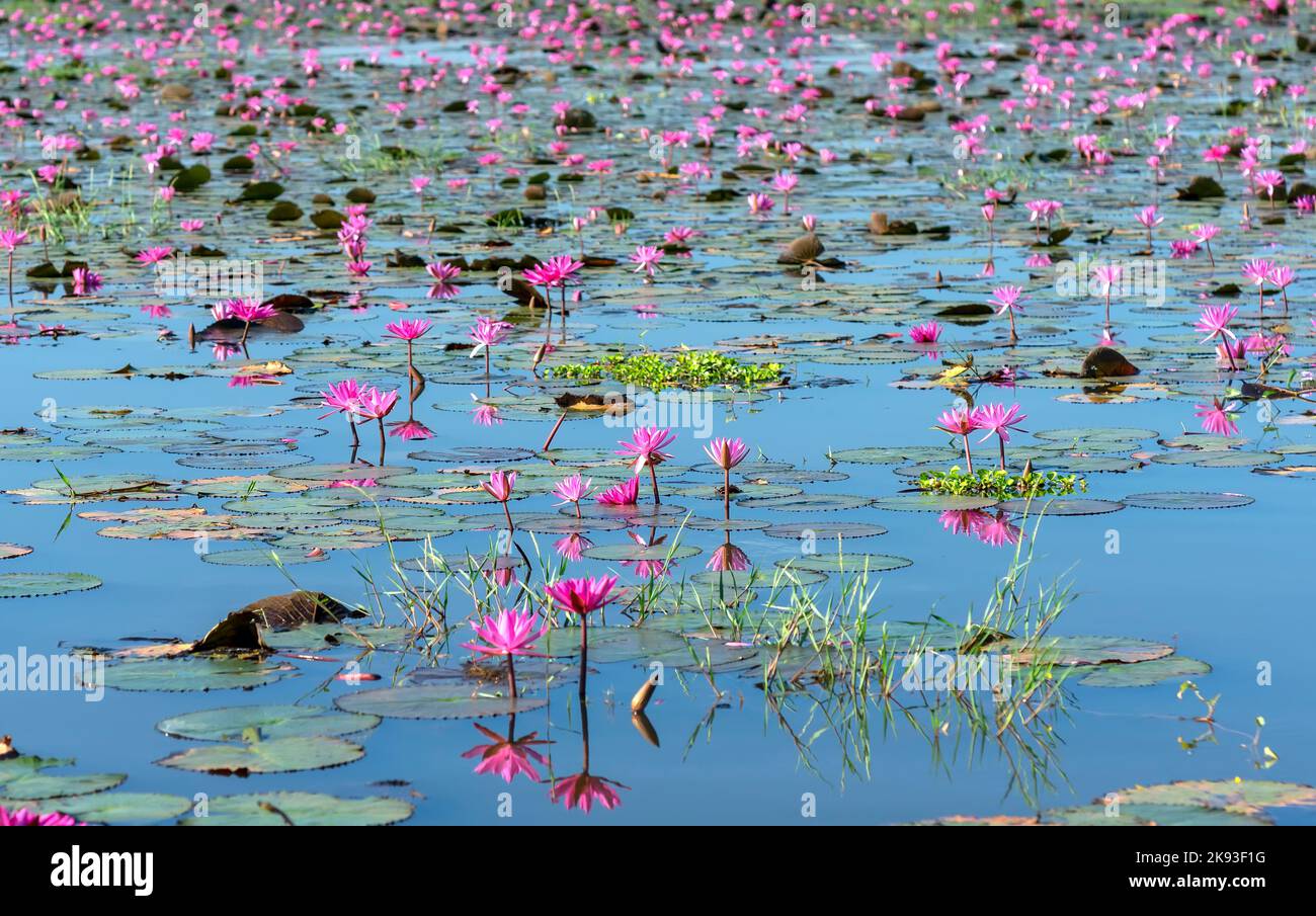 Fields water lilies bloom season in a large flooded lagoon in Tay Ninh ...