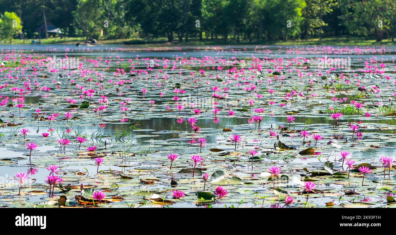 Fields water lilies bloom season in a large flooded lagoon in Tay Ninh ...
