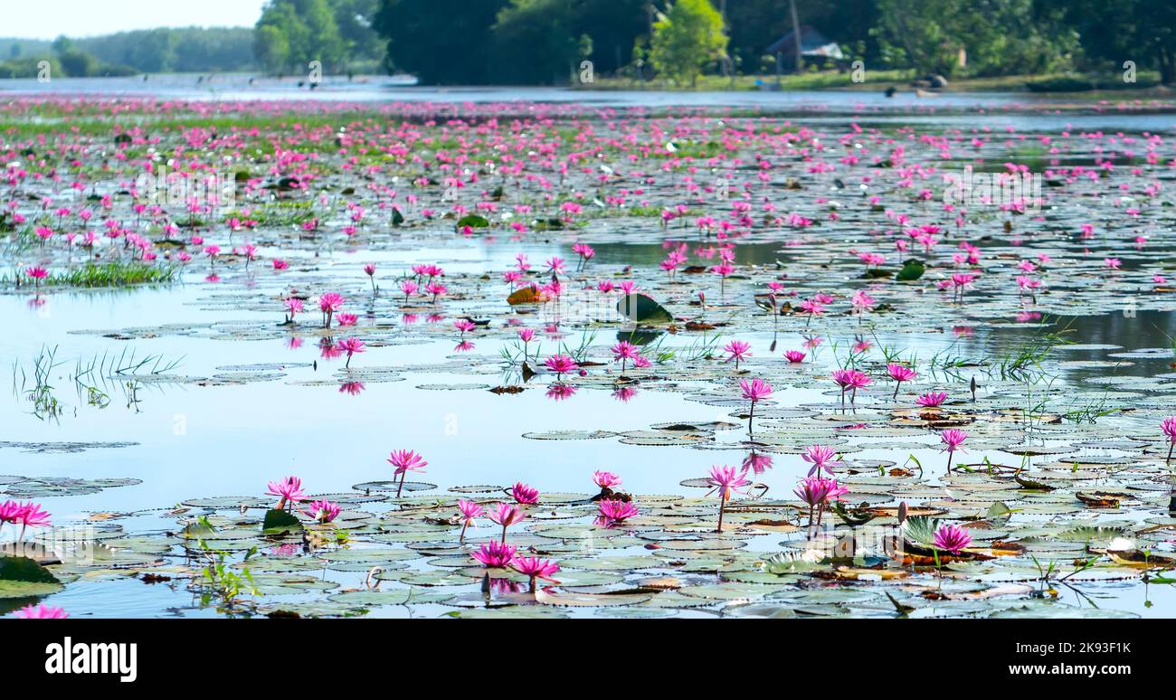 Fields water lilies bloom season in a large flooded lagoon in Tay Ninh ...